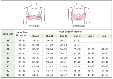 An Easy Guide For Measuring The Correct Bra Size 52 OFF