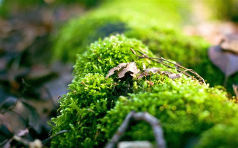 Fond d écran lumière du soleil Profondeur de champ jardin la