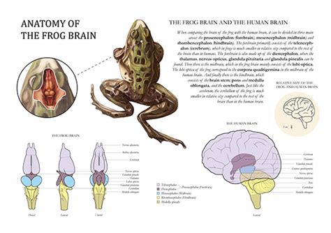 Anatomy Of The Frog Brain On Behance