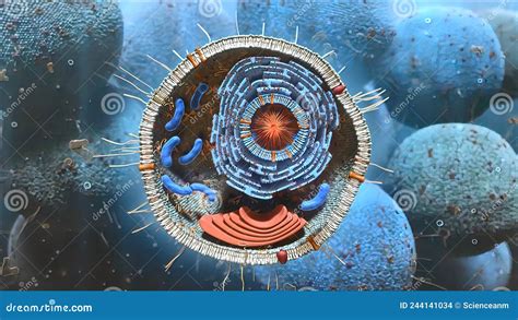 Cell Structure And Components Mitochondria Nucleus And Cytoplasm