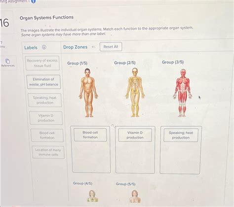 Solved Organ Systems FunctionsThe Images Illustrate The Chegg