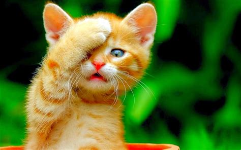 Bộ Sưu Tập Hình Nền Máy Tính Con Mèo Siêu Độc Hơn 999 Hình Nền Máy