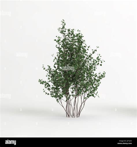 3d Illustration Of Betula Pumila Tree Isolated On White Background