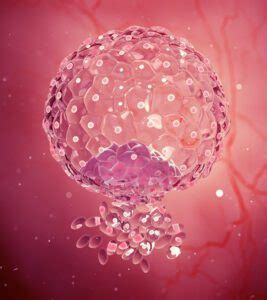 Blastocyst Culture And Transfer Nandi IVF