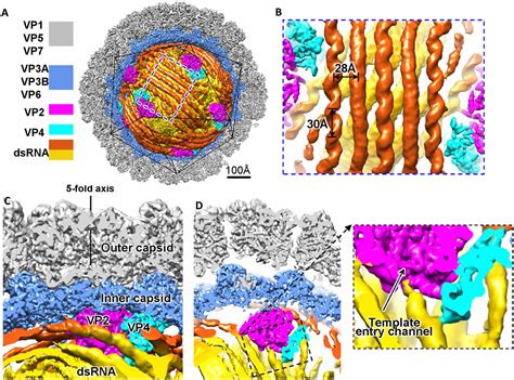 Structure Of RNA Polymerase Complex And Genome Within A DsRNA Virus