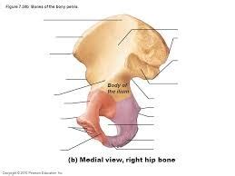 Right Hip Bone Medial View Diagram Quizlet