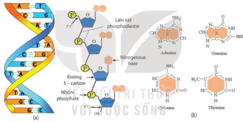 Quan S T H Nh Trong M C Ii B Ph N Bi T C C Lo I Rna V C U Tr C V