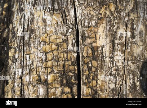 Old Tree Trunk Stock Photo Alamy