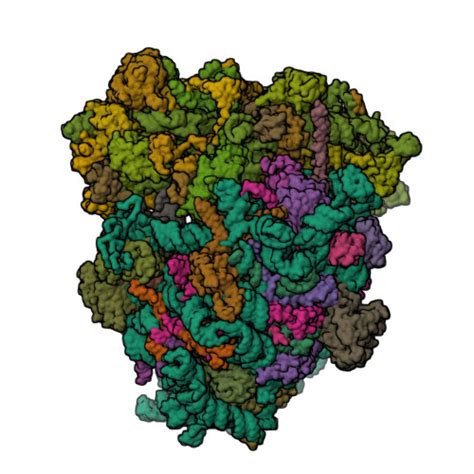 RCSB PDB 6Z6M Cryo EM Structure Of Human 80S Ribosomes Bound To EBP1