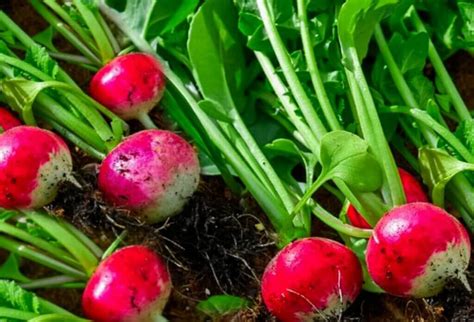 12 légumes à semer en septembre pour des récoltes en automne hiver