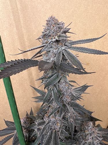 Truffle Shuffle Feminized Seed Pack Green Wolf Genetics
