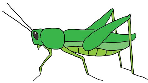 How To Draw A Grasshopper Steps With Pictures Wikihow