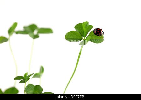 Vierblättriges Kleeblatt mit Marienkäfer Coccinellidae Symbol des