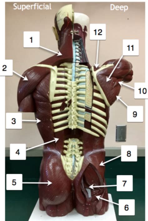 Biol Unit Muscles Practical Practice Dark Torso Posterior Diagram