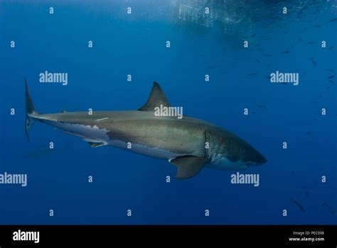 These Two Great White Shark Carcharodon Carcharias Were Photographed