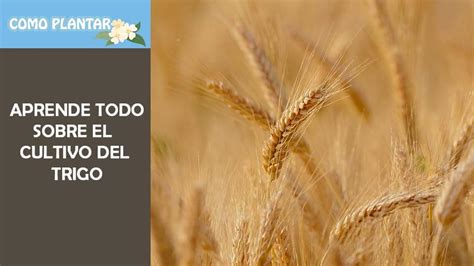Cómo plantar trigo Cuidados plantación y recolección