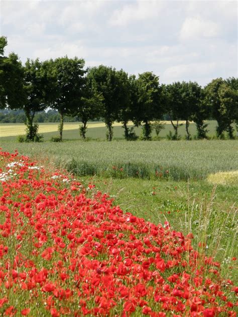 Kostenlose foto Landschaft Gras blühen Feld Bauernhof Rasen