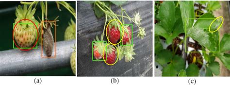 [pdf] an improved lightweight yolov5 algorithm for detecting strawberry diseases semantic scholar