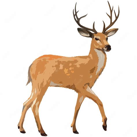 White Tailed Deer Vector Illustration Royalty Free Svg Cliparts