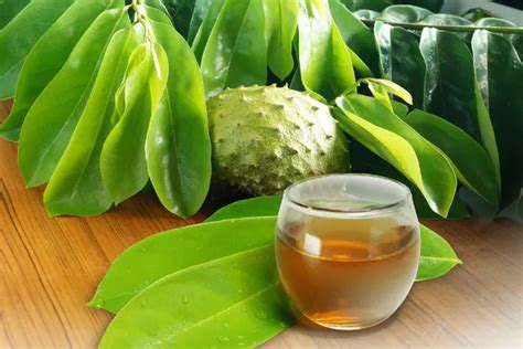 Manfaat Luar Biasa Minum Air Rebusan Daun Sirsak YoKalbar