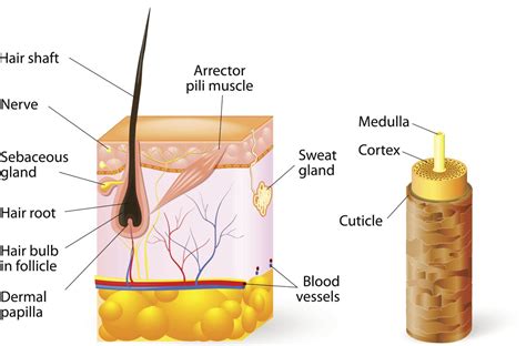La anatomía del cabello y la estructura IHC