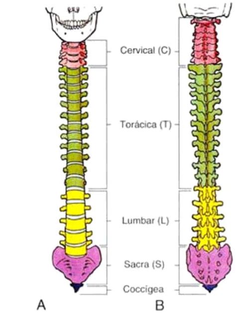 COLUMNA VERTEBRAL Dolopedia
