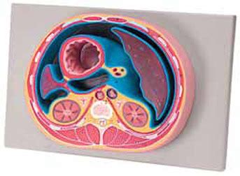 Transverse Abdomen Part Diagram Quizlet