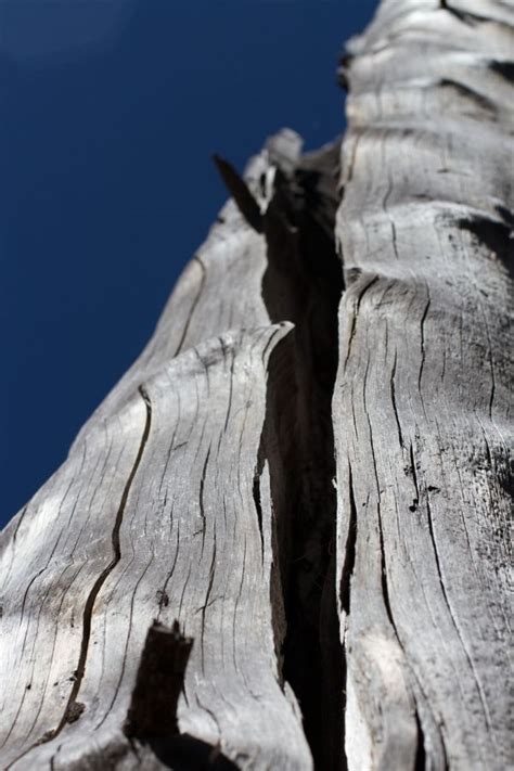 Free Images Tree Nature Rock Wood Adventure Trunk Formation