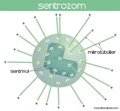 Sentrozom Nedir Zellikleri Ve G Revleri Nelerdir Techworm