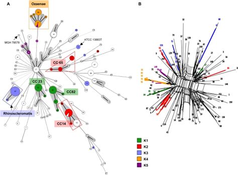 a minimum spanning tree mstree analysis of multilocus sequence download scientific diagram