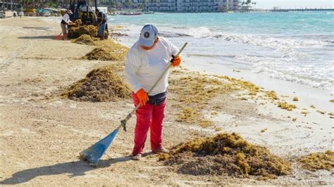 Conoce las condiciones de las playas con el semáforo de sargazo de