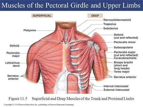 Muscles Shoulder Torso Upper Arm And Forearm Diagram Quizlet