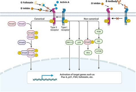 Frontiers Different Immunoregulation Roles Of Activin A Compared With