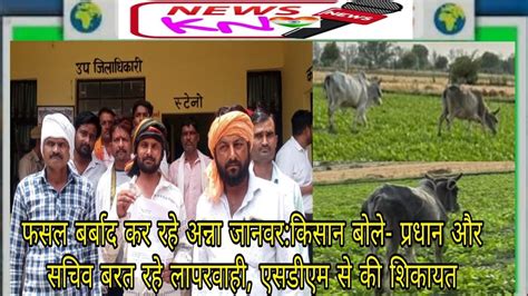 कच फसल बरबद कर रह अनन जनवर कसन बल परधन और सचव बरत रह