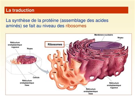PPT LA SYNTHÈSE DES PROTÉINES PowerPoint Presentation free download