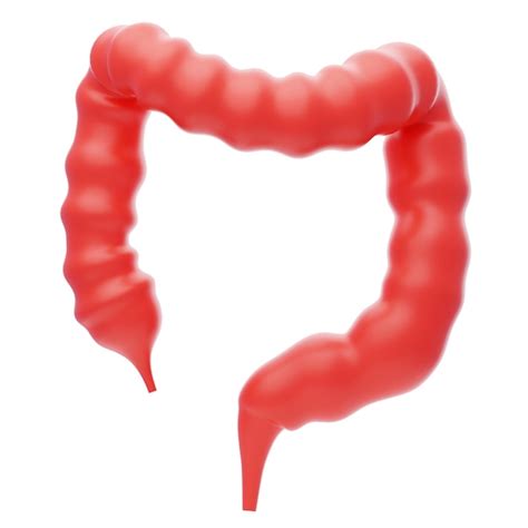 Premium Psd Large Intestine D Icon