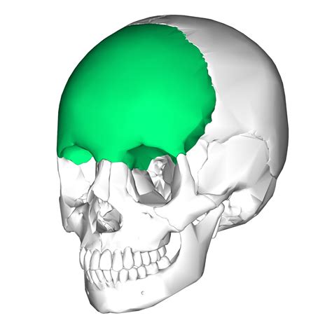 Axial Skeleton Flashcards Memorang