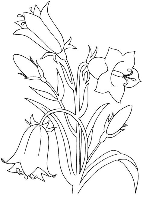 Details of Desene cu Flori Clopotei de colorat imagini și planșe de