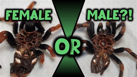 Male Tarantula Diagram