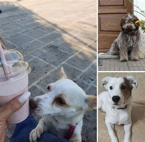 Giornata Mondiale del Cane perché si festeggia