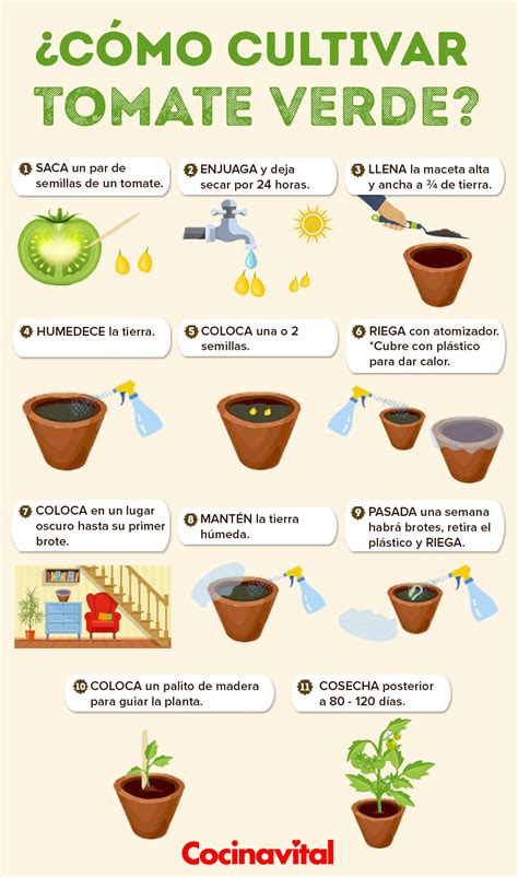 C Mo Cultivar Tomates Verdes En Macetas Cocina Vital Recetas