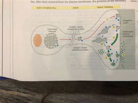Cell Bio Quiz Flashcards Quizlet