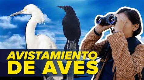 Avistamiento De Aves Cumbre De Fauna Silvestre En Tlajomulco YouTube