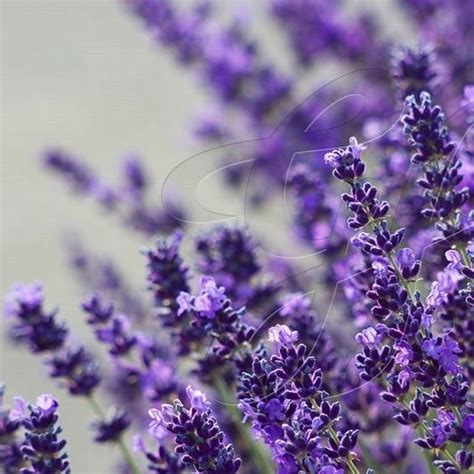 8 X Lavendel Hidcote Vaste Planten Tuinplanten Winterhard