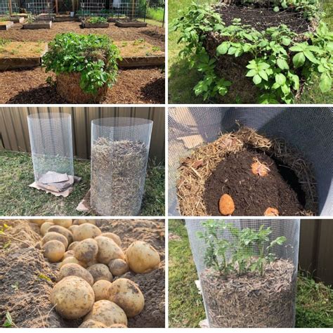 The Ultimate Guide To Potato Towers For A Great Potato Harvest