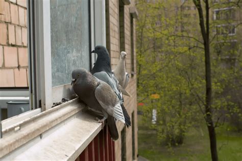 Comment éloigner les pigeons de votre balcon astuces et solutions