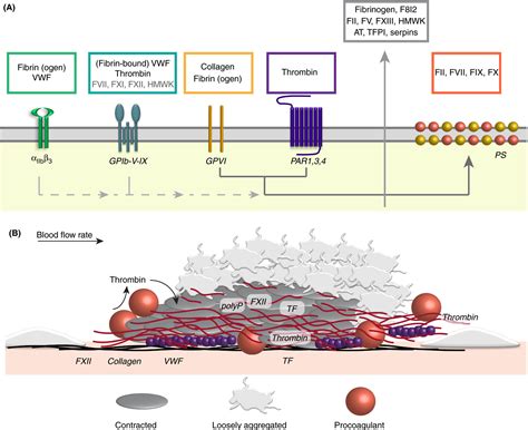 Integrating Platelet And Coagulation Activation In Fibrin Clot