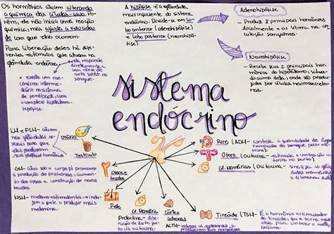 Arriba Imagen Fisiologia Mapa Mental Abzlocal Mx