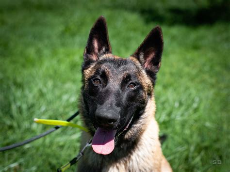 APAGI Riley CHIEN x Berger Belge Malinois à la robe Fauve charbonné