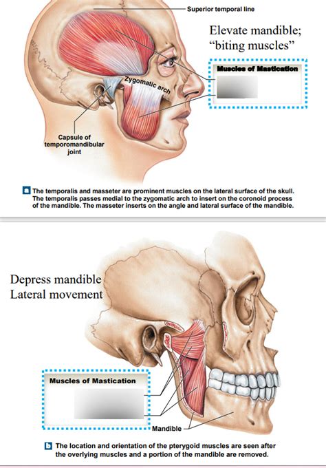 Muscles Of Mastication Diagram Quizlet